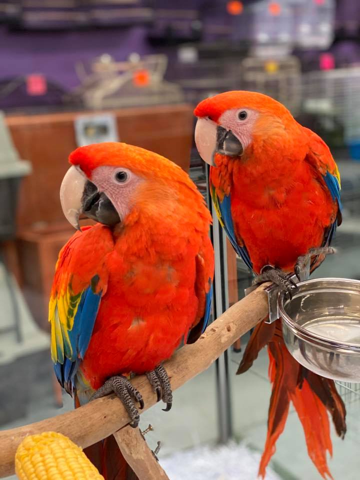 Bird — Pet & Aquarium World (Narellan)